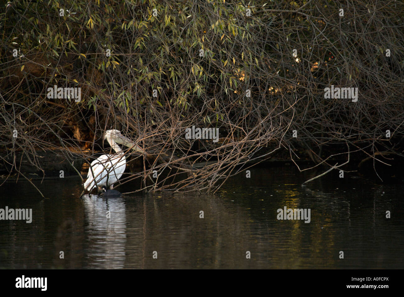 Eastern White Pelican (Pelecanus onocrotalus) also known as Great White ...