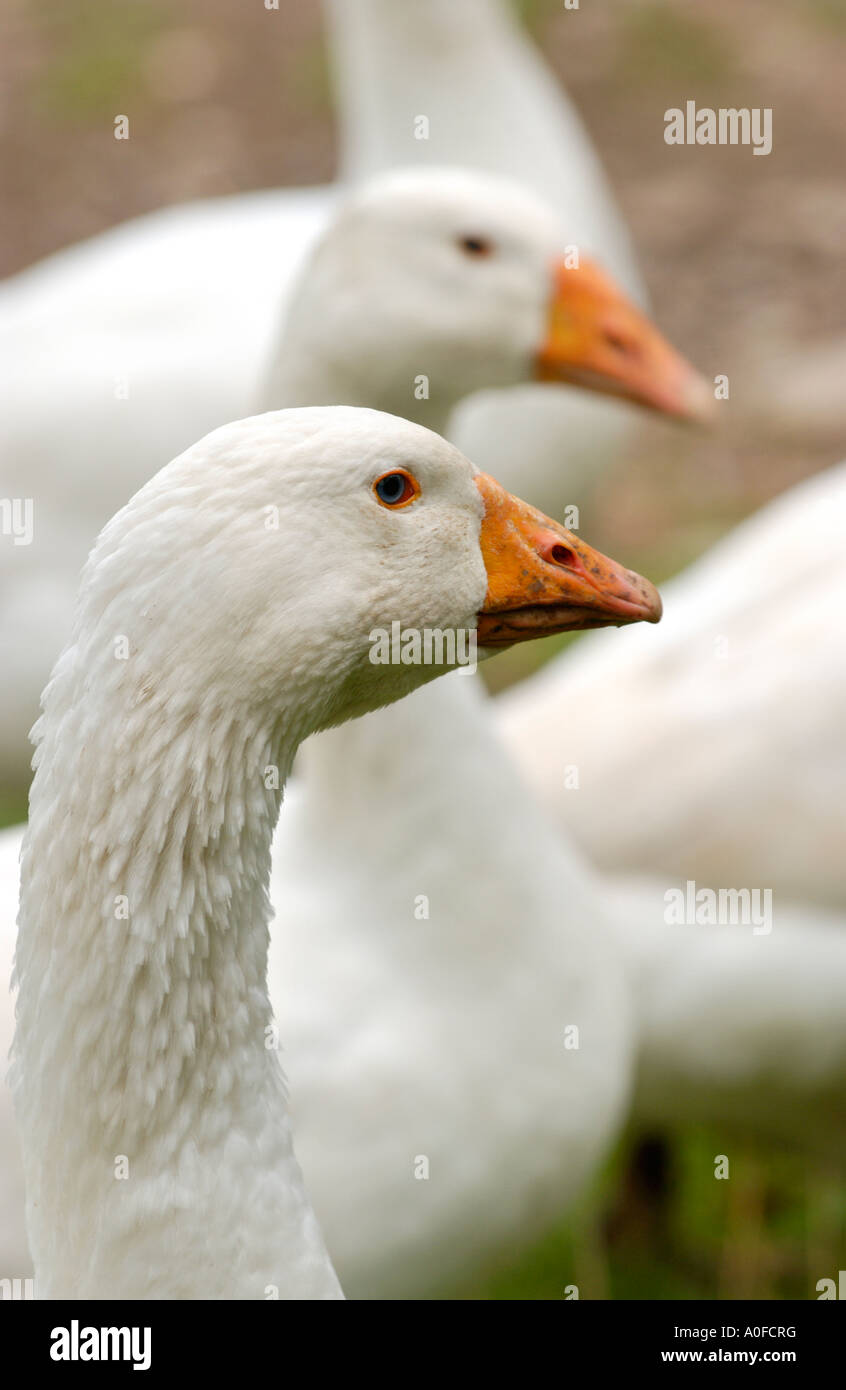 Free range geese outdoors on a farm at Richards Castle near Ludlow ...