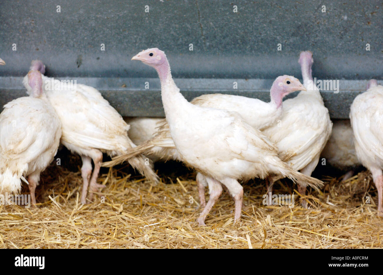 Free range turkeys in barn on a farm at Richards Castle near Ludlow ...