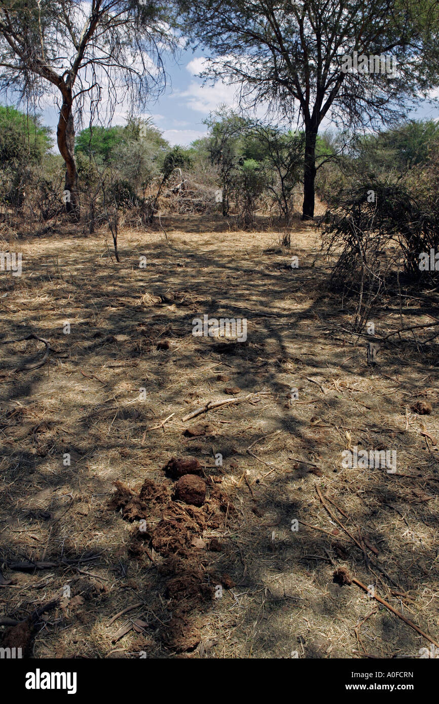 Ruaha National Park Tanzania miombo woodland landscape Stock Photo - Alamy