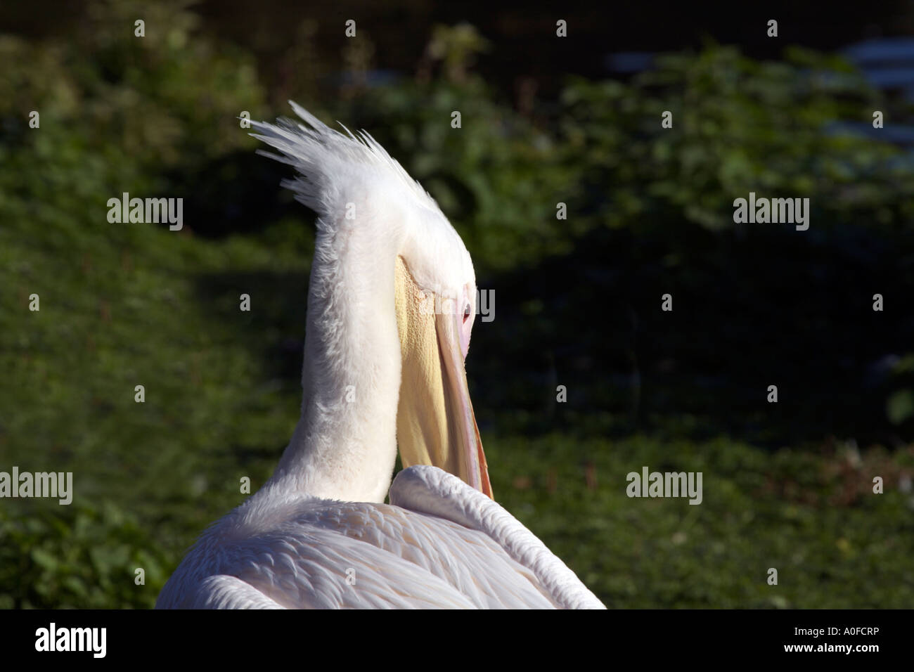 Eastern White Pelican (Pelecanus onocrotalus) also known as Great White ...