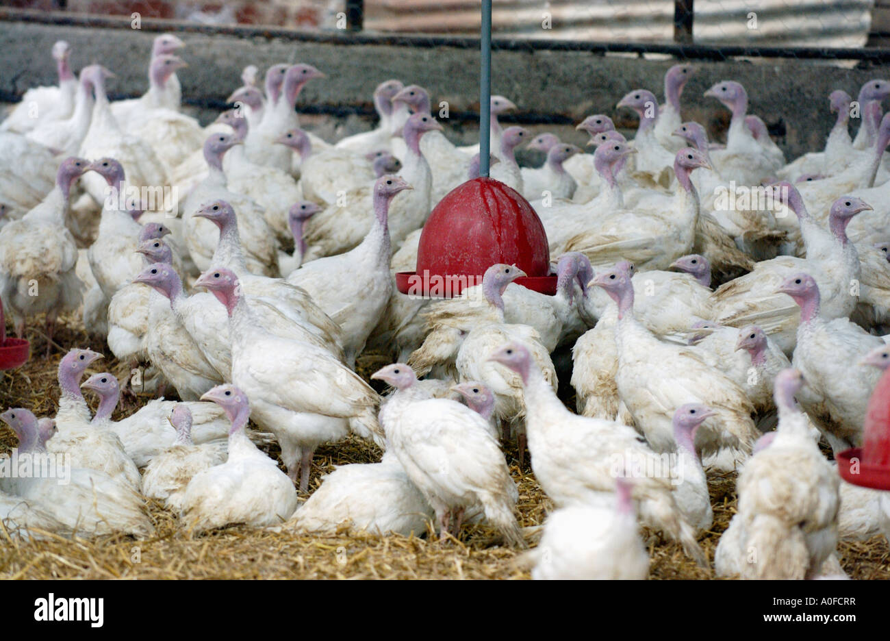 Free range turkeys in barn on a farm at Richards Castle near Ludlow ...