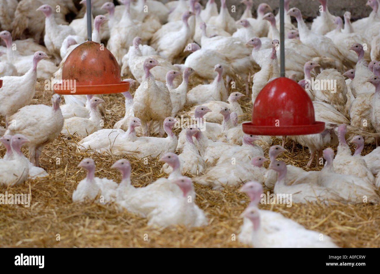 Free range turkeys in barn on a farm at Richards Castle near Ludlow ...
