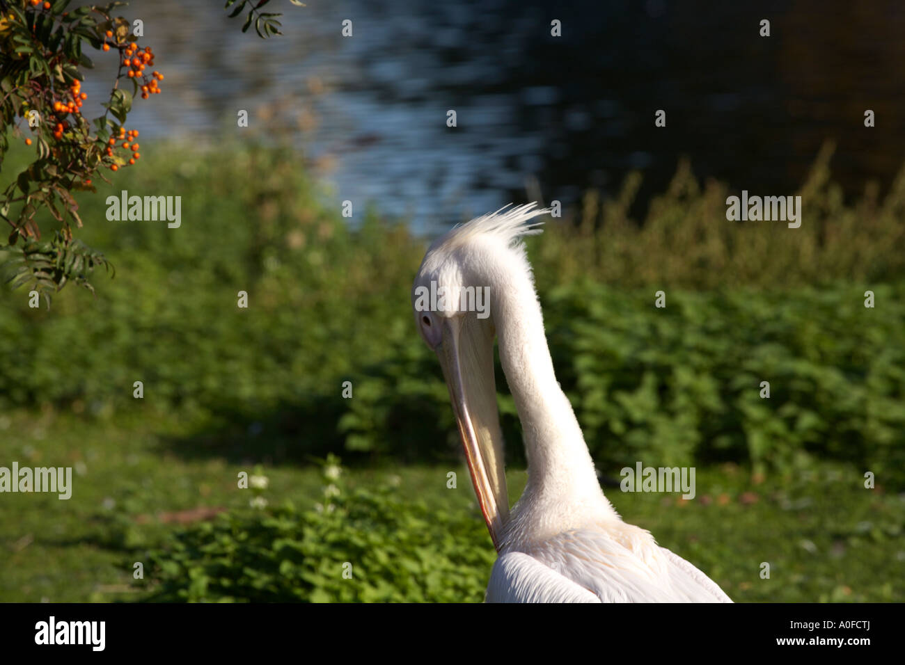 Eastern White Pelican (Pelecanus onocrotalus) also known as Great White ...