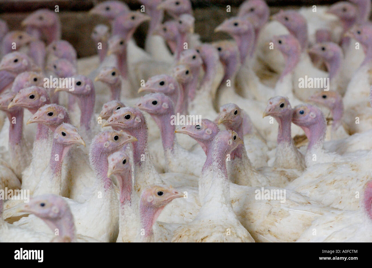 Free range turkeys in barn on a farm at Richards Castle near Ludlow ...