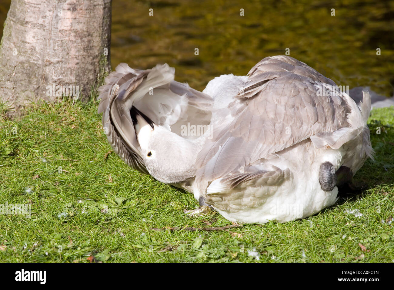 Immature whooper swan Cygnus Cygnus preening November 2006 Middlesex ...