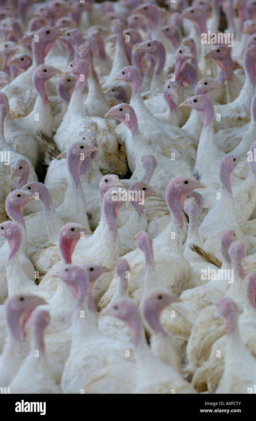 Free range turkeys in barn on a farm at Richards Castle near Ludlow ...