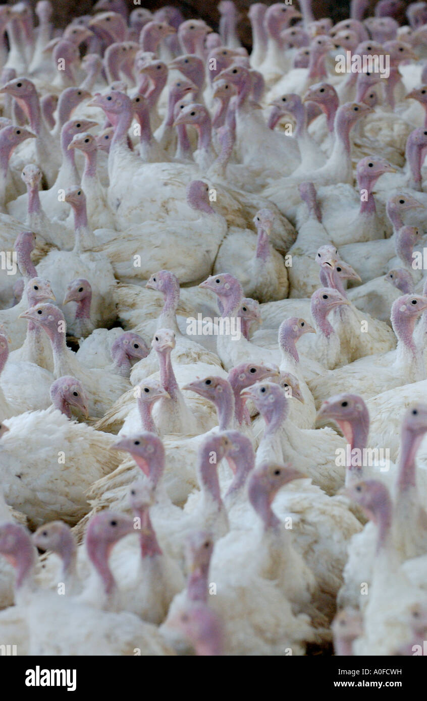 Free range turkeys in barn on a farm at Richards Castle near Ludlow ...
