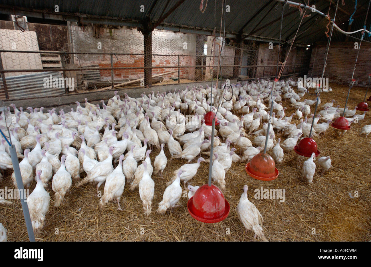 Free range turkeys in barn on a farm at Richards Castle near Ludlow ...