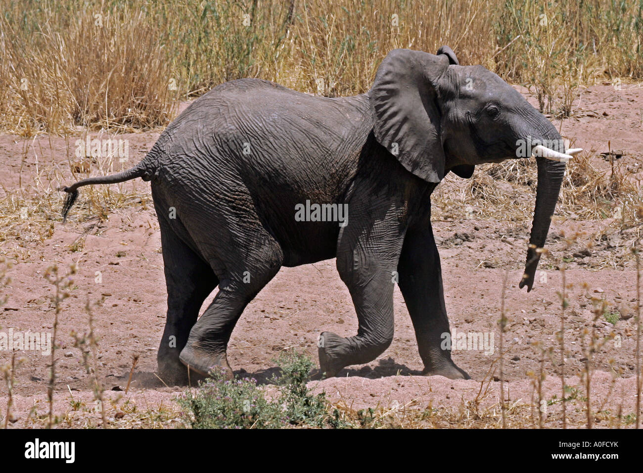 Darting elephant hi-res stock photography and images - Alamy