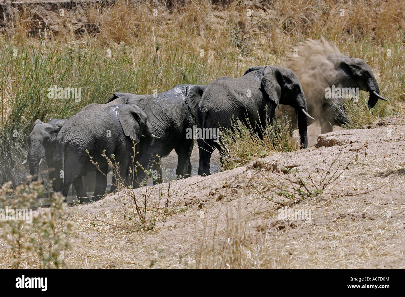 Elephant sand dust hi-res stock photography and images - Alamy