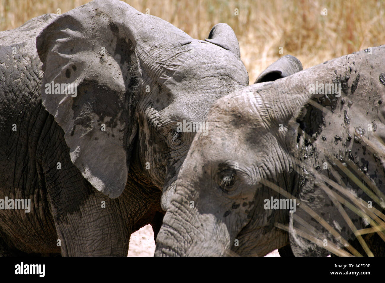 Nudge elephant hi-res stock photography and images - Alamy