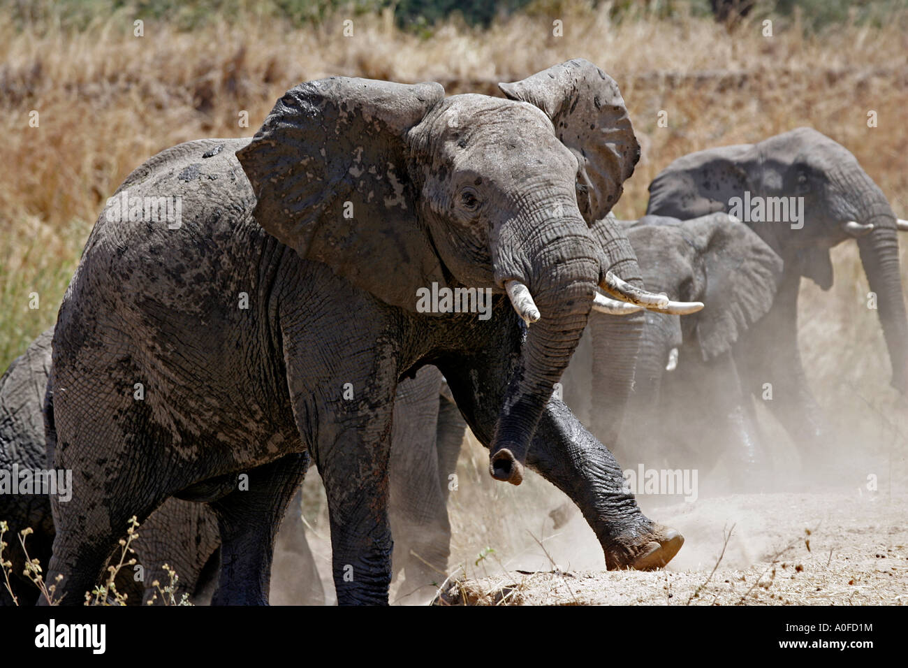 Darting elephant hi-res stock photography and images - Alamy