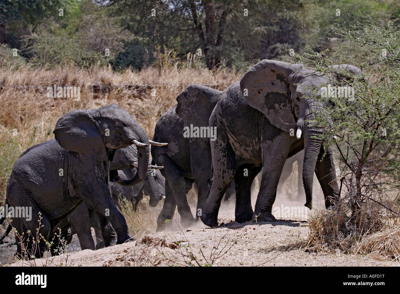 Darting elephant hi-res stock photography and images - Alamy