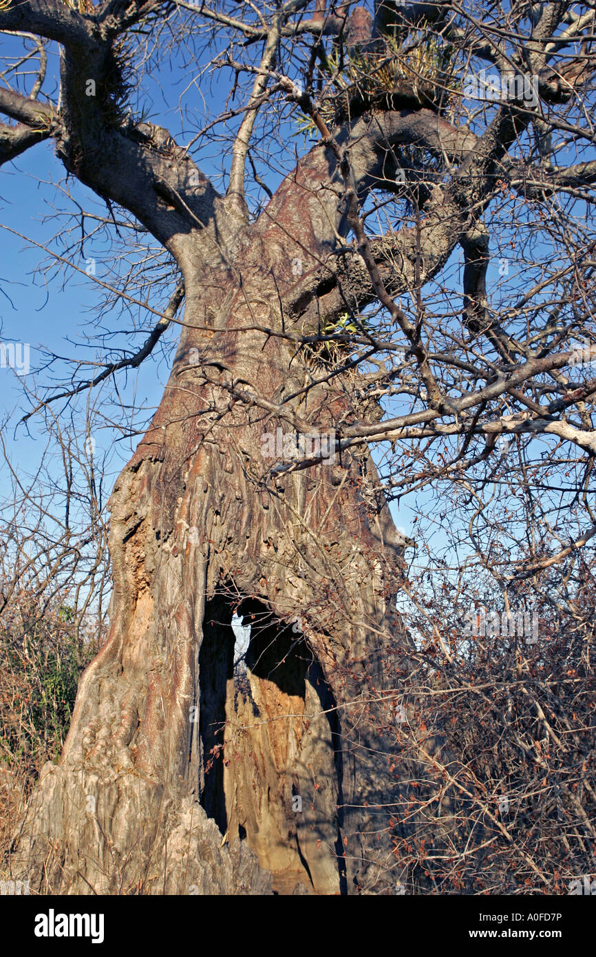 Hollow baobab tree africa hi-res stock photography and images - Alamy
