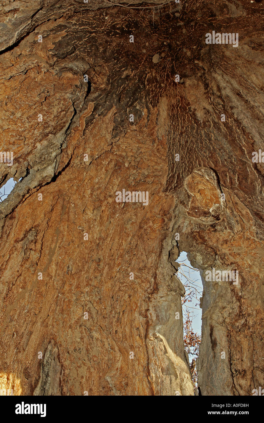 Ruaha National Park Tanzania Baobab tree showing decayed centre inside ...