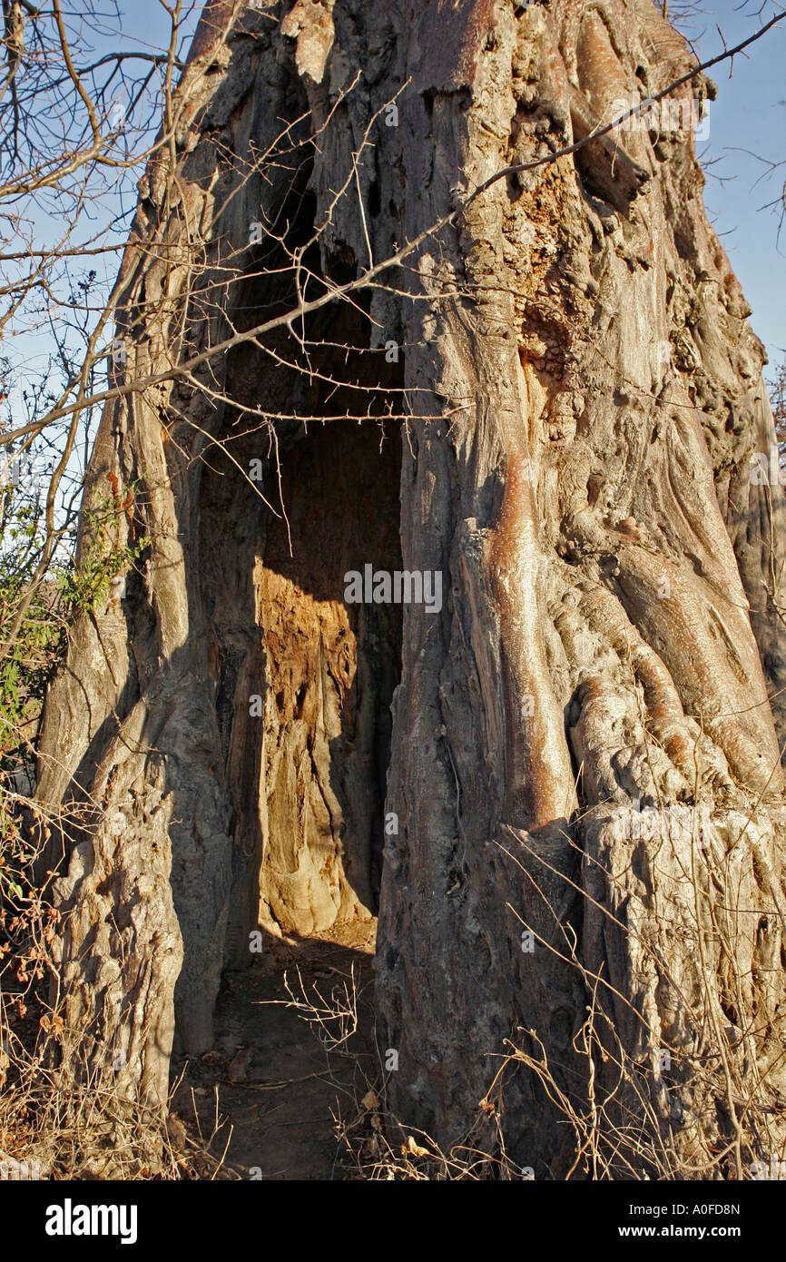 Hollow baobab tree africa hi-res stock photography and images - Alamy