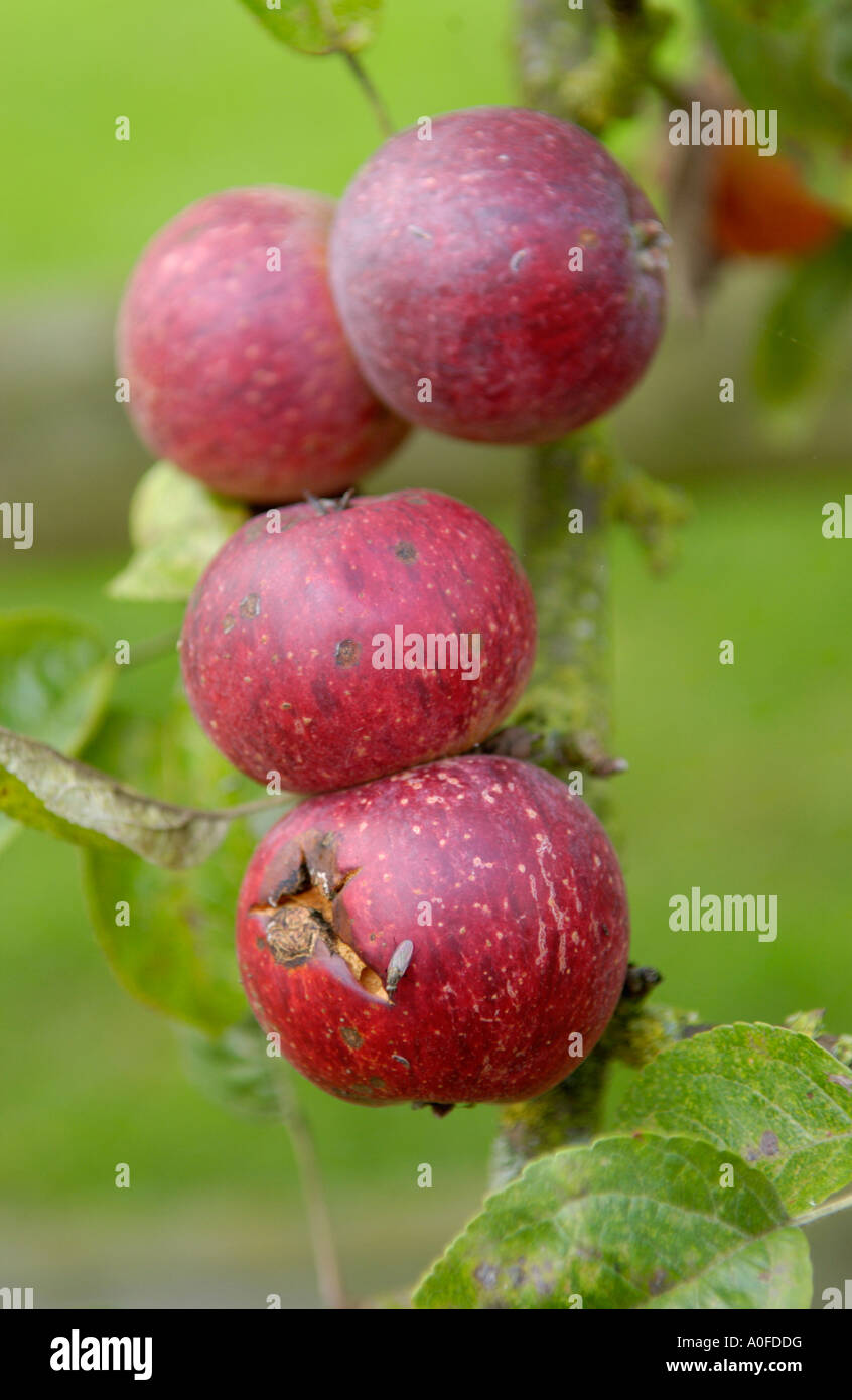 British Apple Varieties High Resolution Stock Photography and Images ...