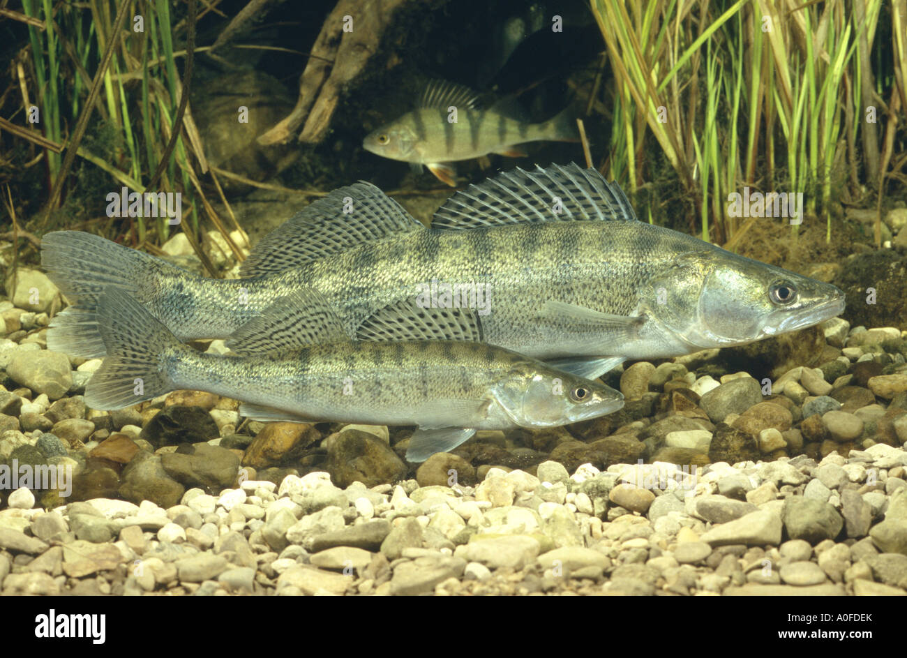pike-perch, zander (Stizostedion lucioperca, Sander lucioperca), two ...