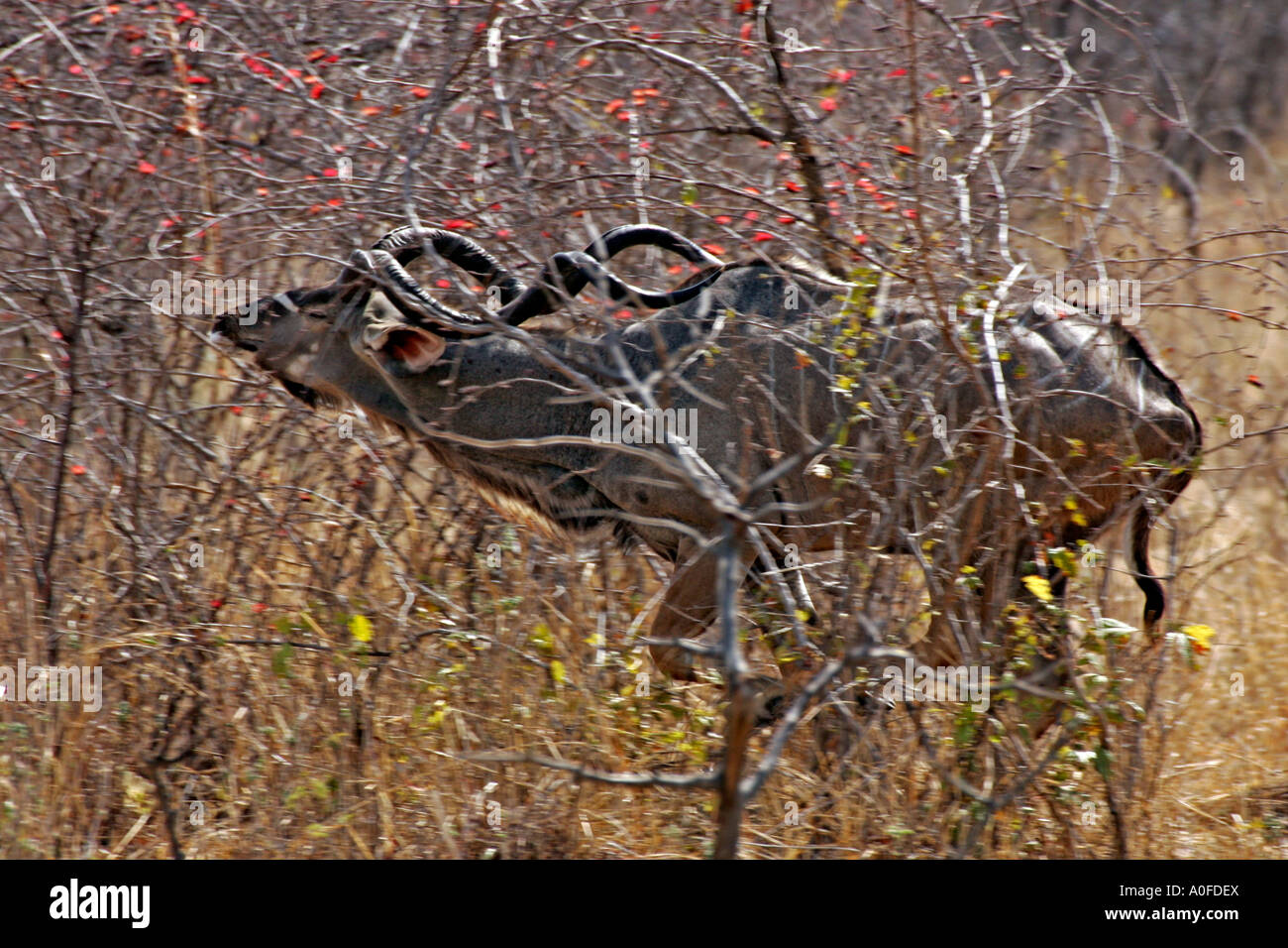 Greater kudu jump hi-res stock photography and images - Alamy