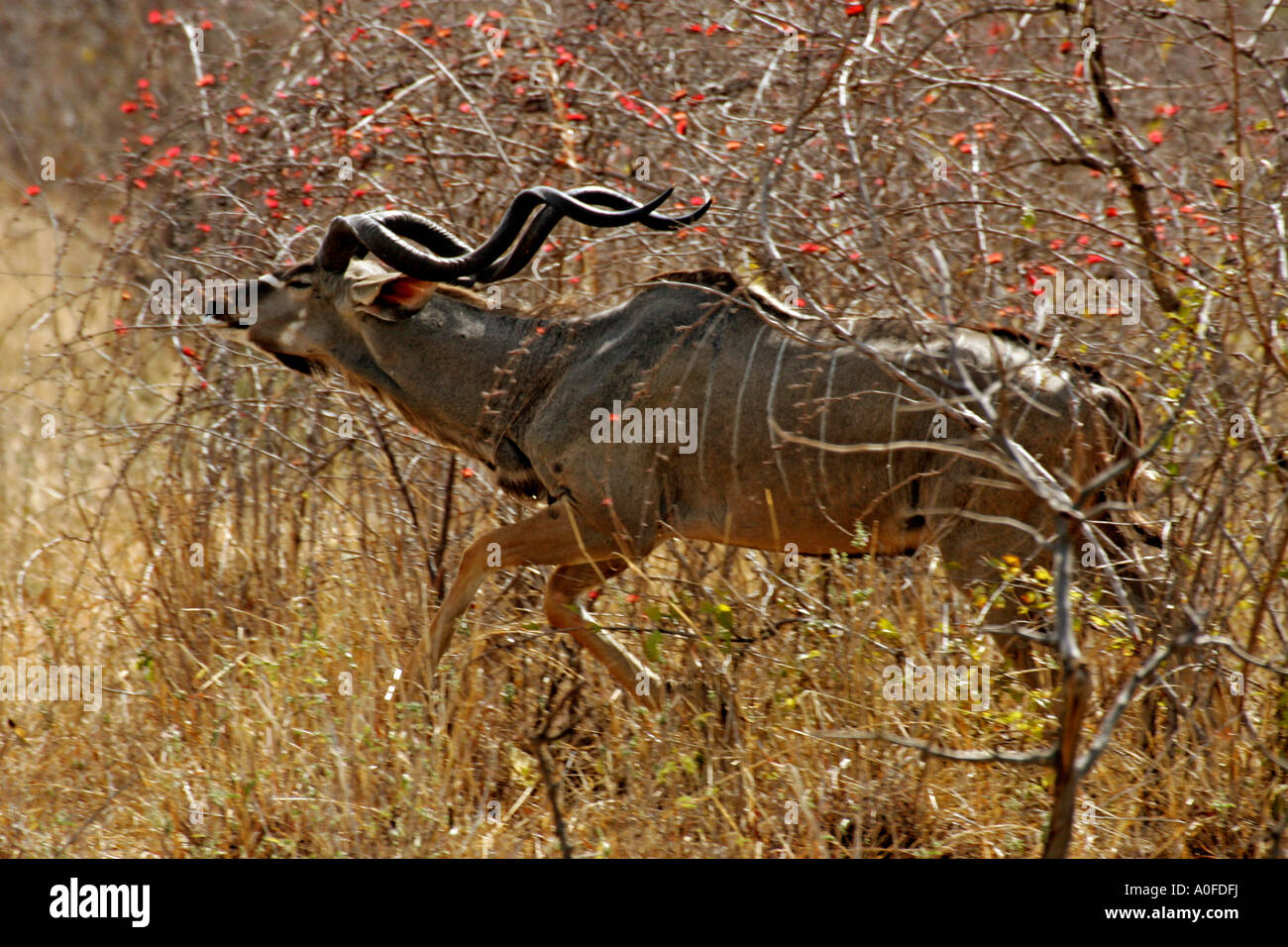 Ruaha National Park Tanzania Greater Kudu mature male traversing ...