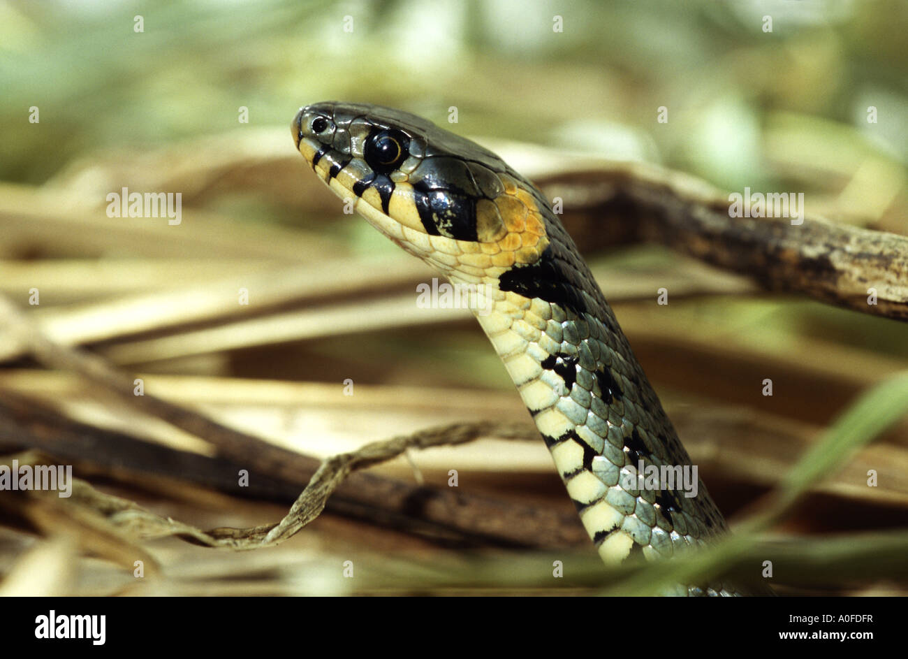 grass snake (Natrix natrix), peeking out of reed, Germany, Bavaria ...