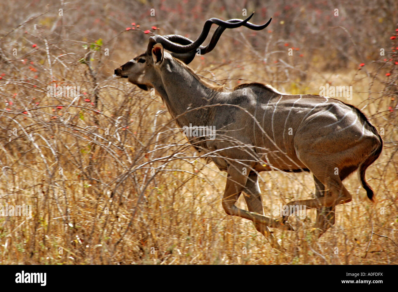 Ruaha National Park Tanzania Greater Kudu mature male traversing ...