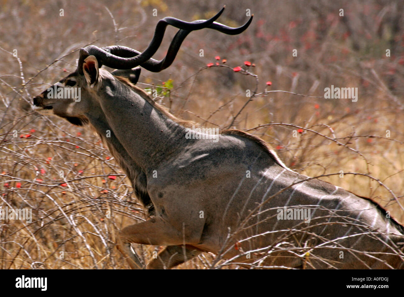 Ruaha National Park Tanzania Greater Kudu mature male traversing ...