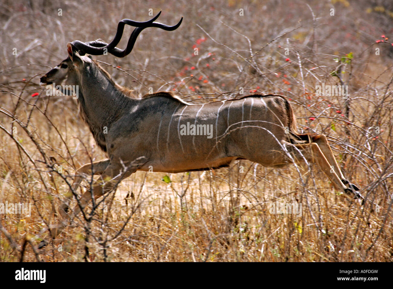 Jumping Kudu