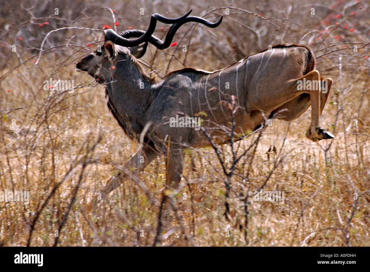 Ruaha National Park Tanzania Greater Kudu mature male traversing ...