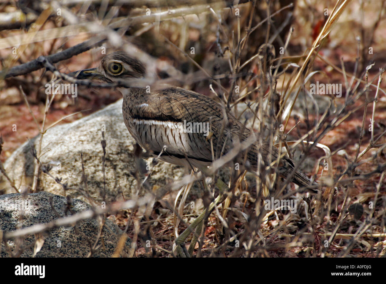 Dikkops hi-res stock photography and images - Alamy