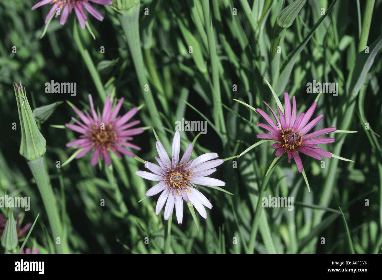 common salsify, oyster-plant, purple goat's-beard (Tragopogon ...