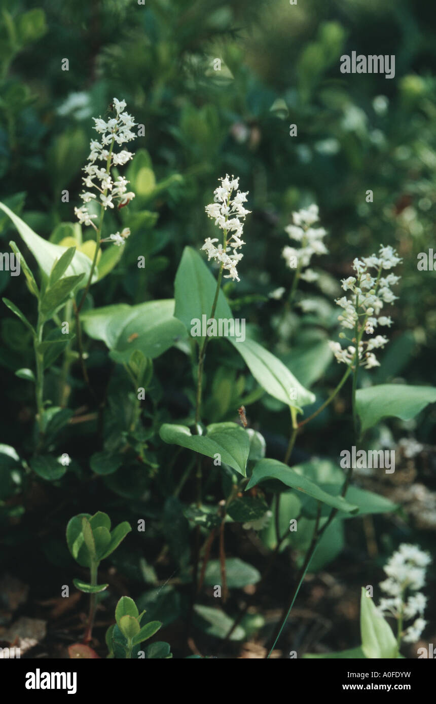 may lily (Maianthemum bifolium), blooming Stock Photo - Alamy