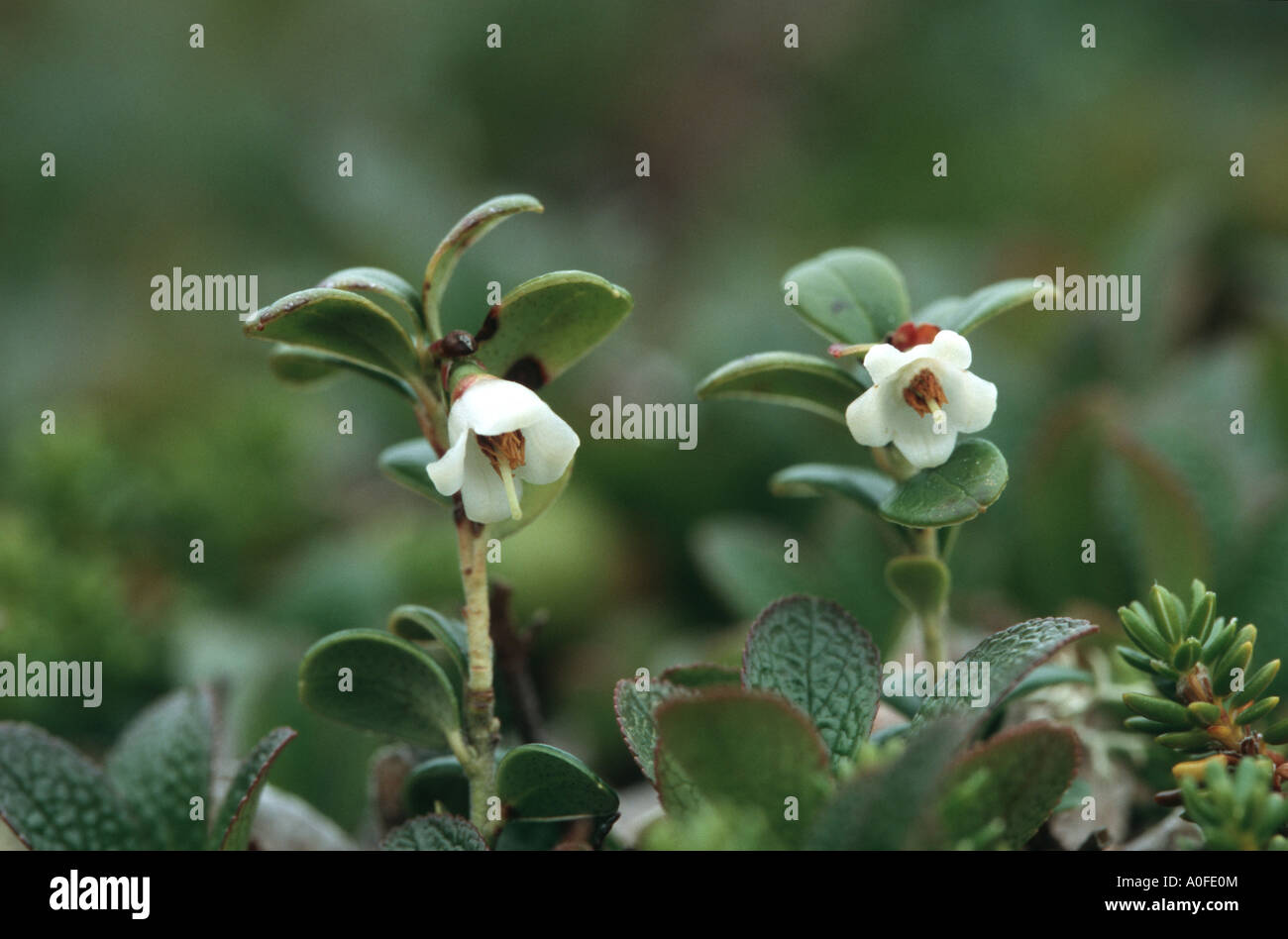 Flowers of cowberry hi-res stock photography and images - Alamy