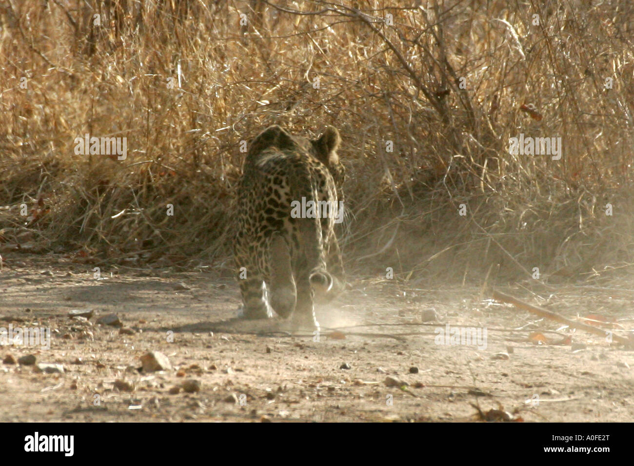 Leopard rush hi-res stock photography and images - Alamy