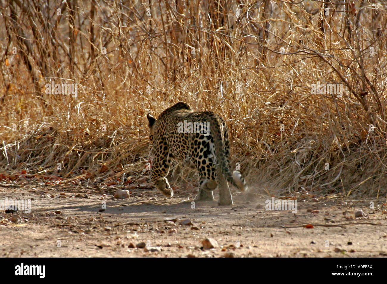 Leopard on safari track hi-res stock photography and images - Alamy