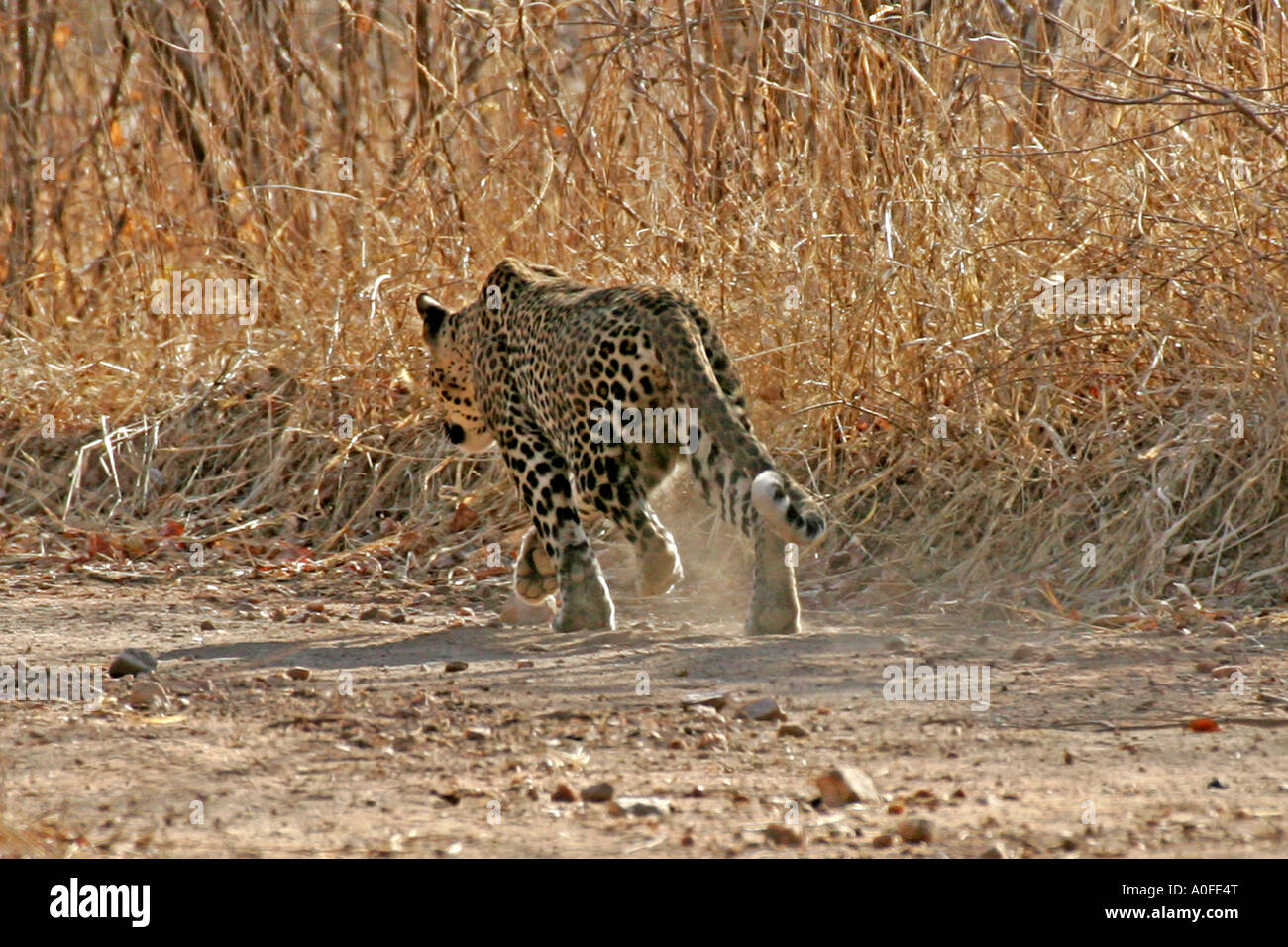 Leopard rush hi-res stock photography and images - Alamy
