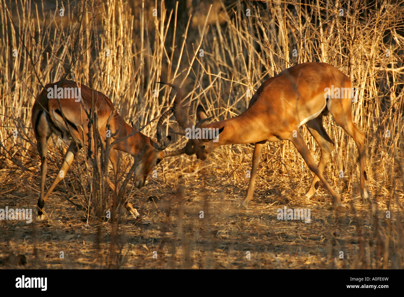 Impala Fighting Horn High Resolution Stock Photography and Images - Alamy