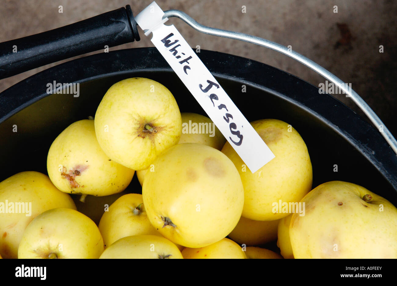 Jersey cider apples hi-res stock photography and images - Alamy