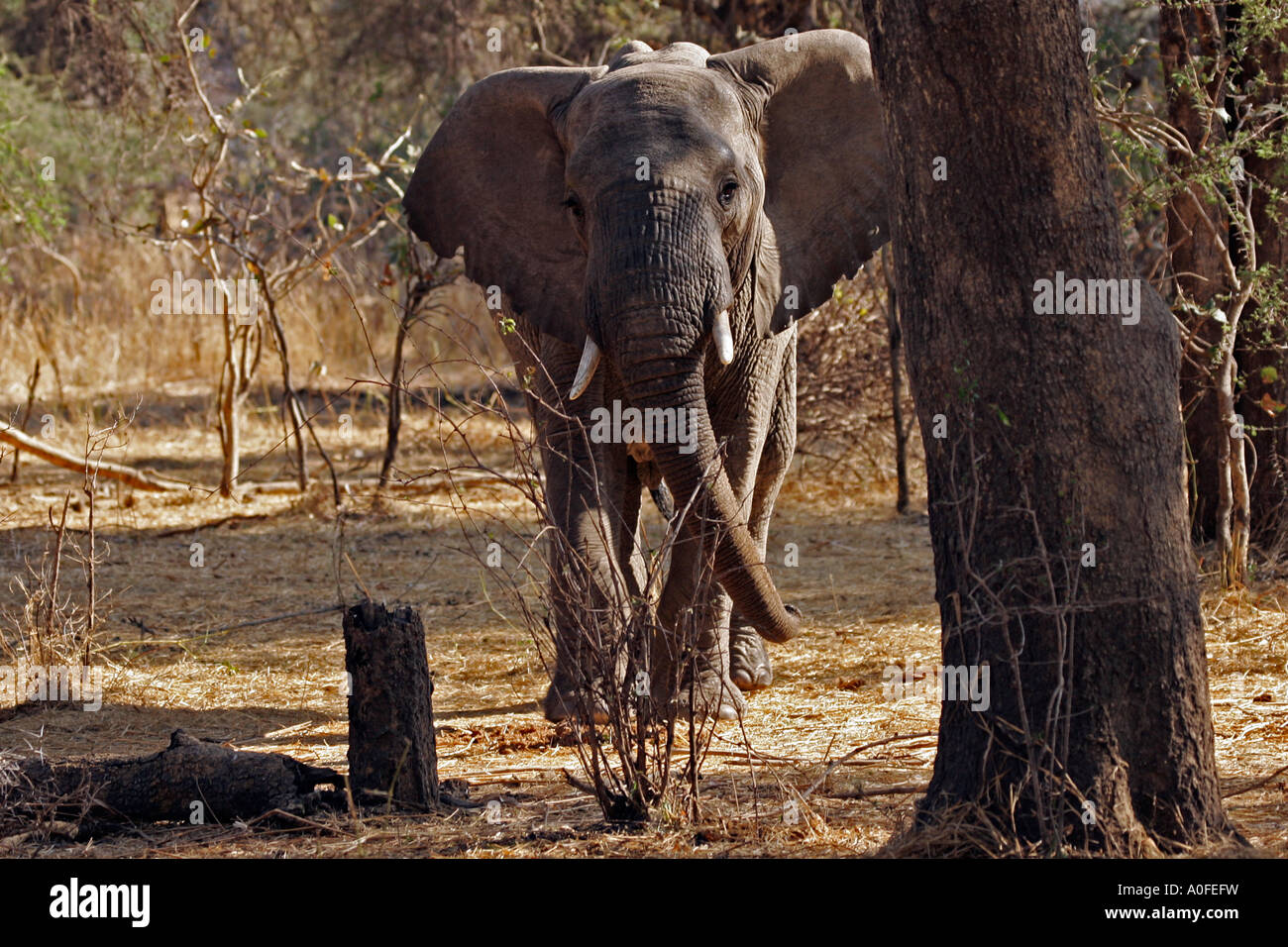 Swaying trunk hi-res stock photography and images - Alamy