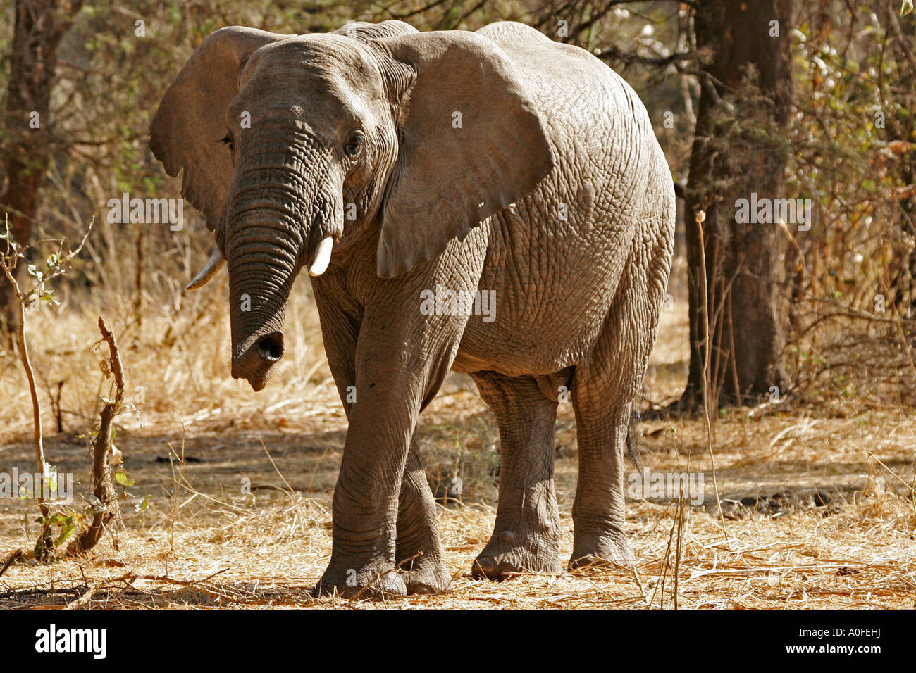 Ruaha National Park Tanzania Elephant smelling us Stock Photo - Alamy