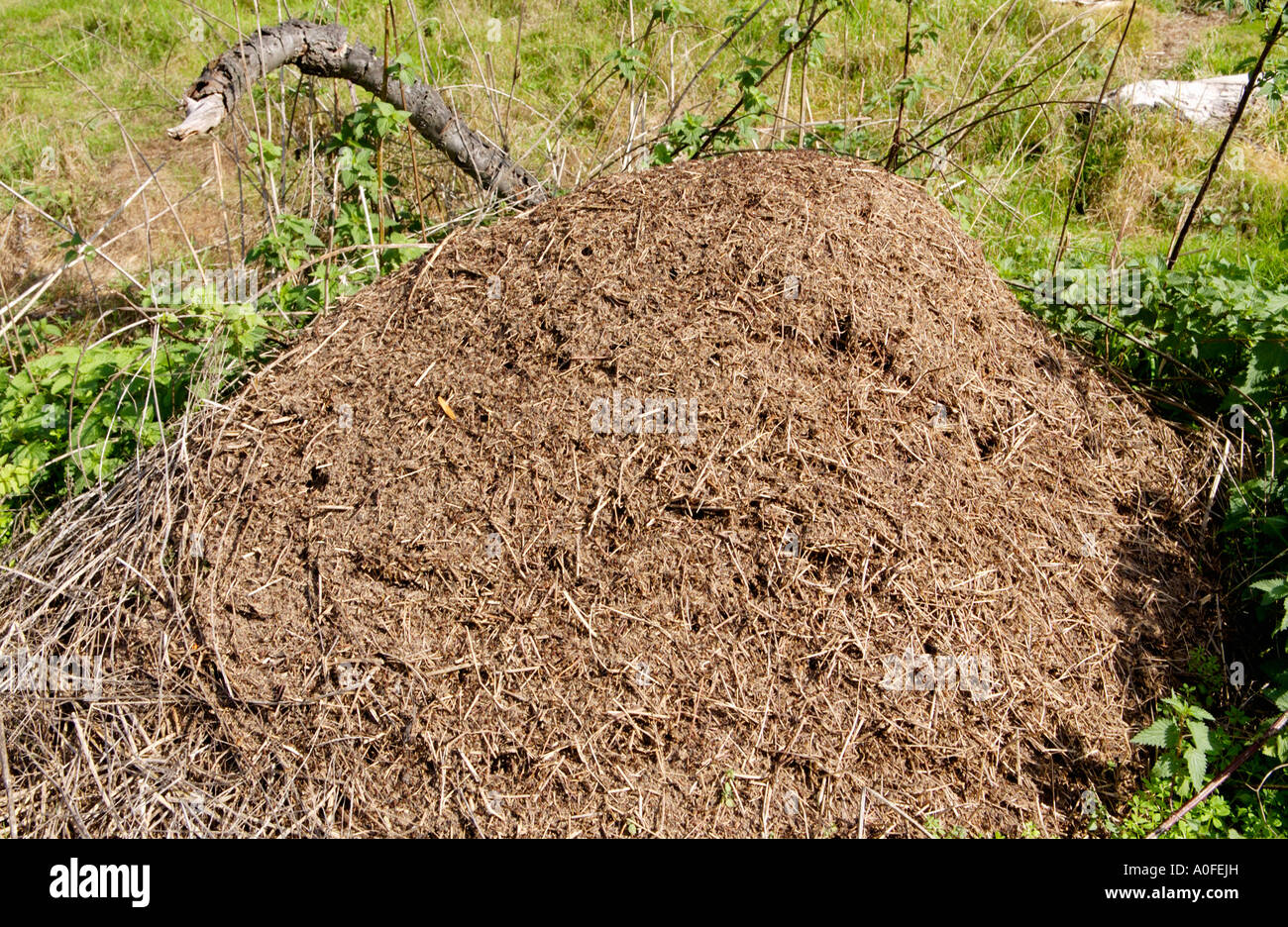 Ant heap uk hi-res stock photography and images - Alamy