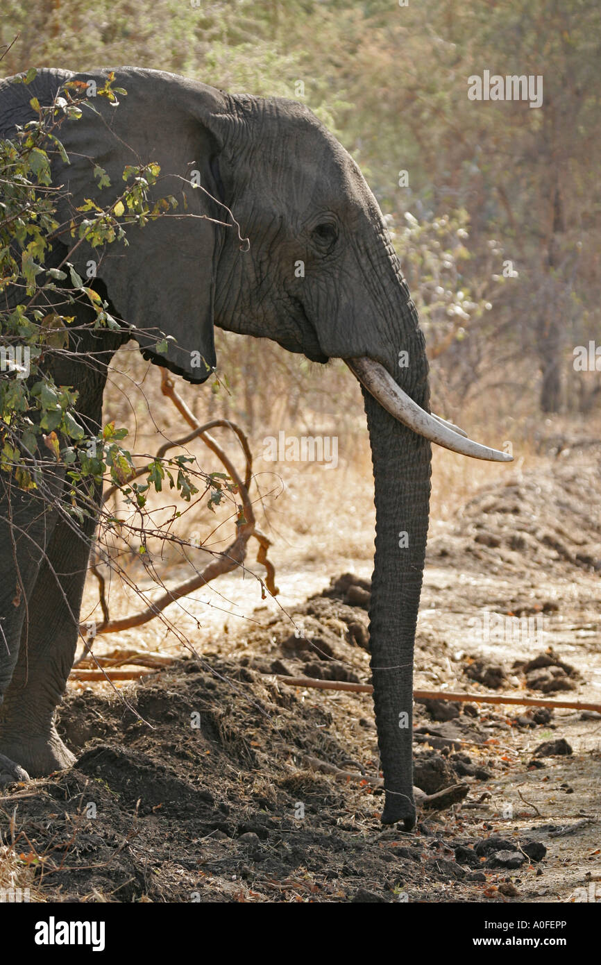 Elephant ear markings hi-res stock photography and images - Alamy