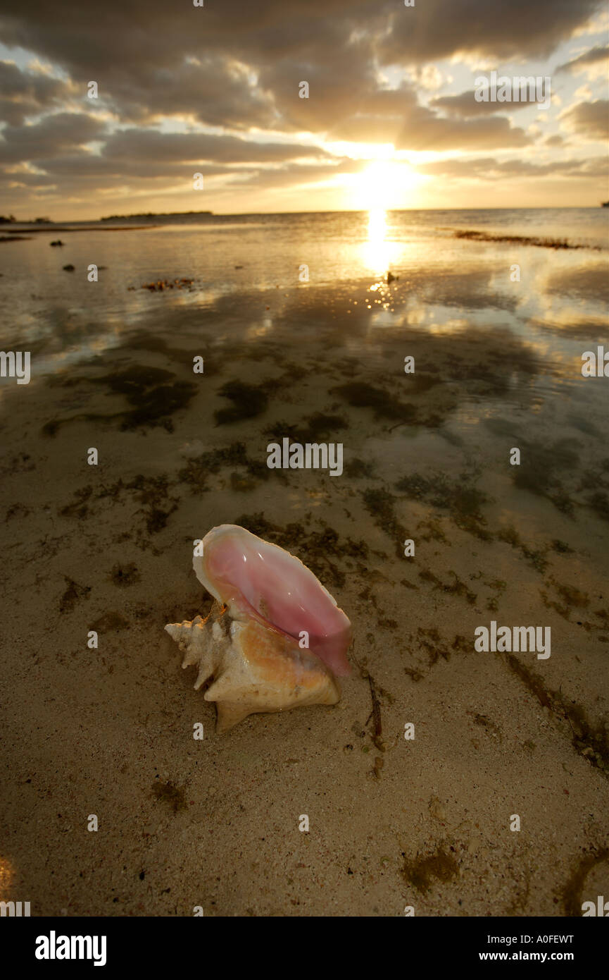 Shell beach cayman hi-res stock photography and images - Alamy