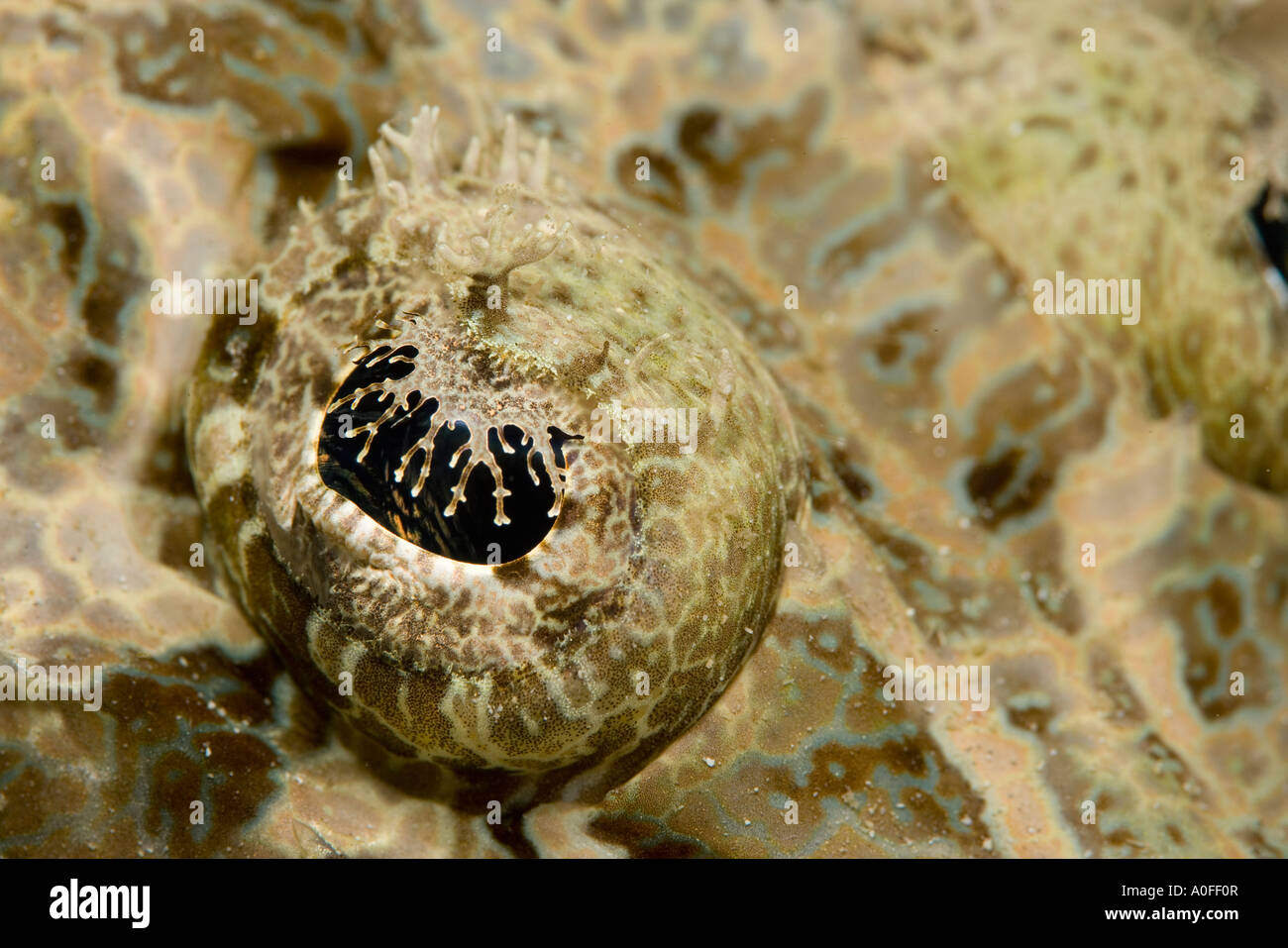 CLOSEUP OF THE LACY EYE OF A CROCODILE FLATHEAD CYMBACEPHALUS BEAUFORTI ...