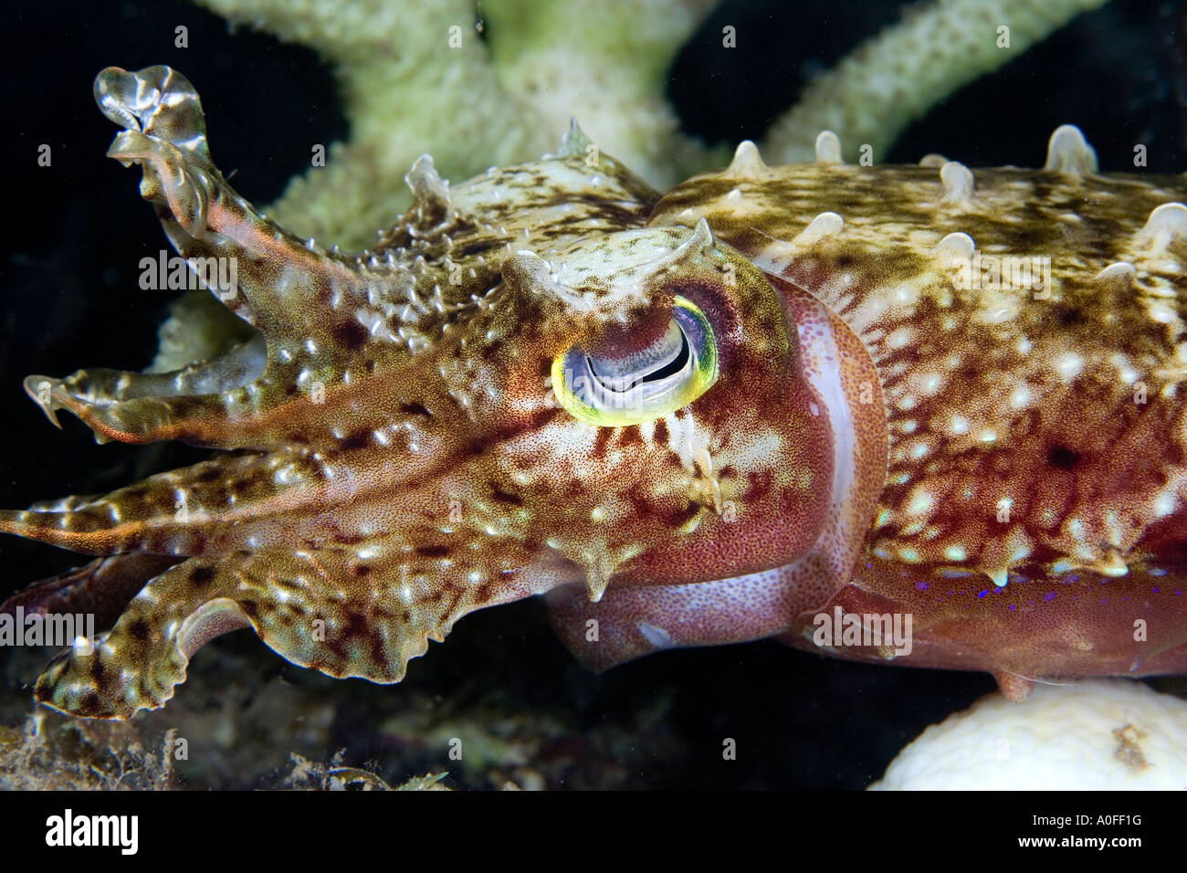 GINGERLY WAVE FROM THE TENTACLES OF A BROADCLUB CUTTLEFISH SEPIA ...