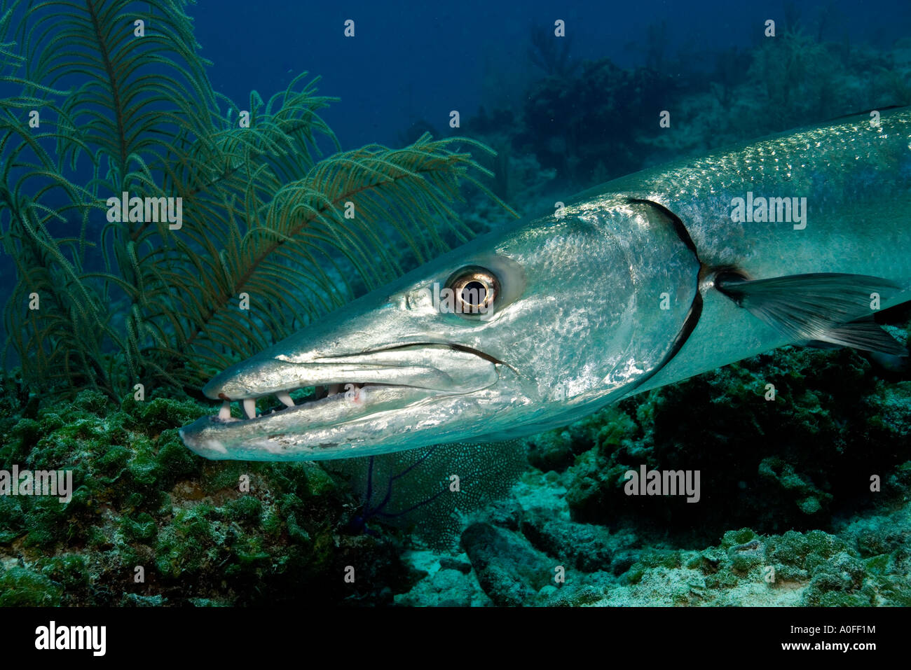 A LOOK AT THE INTIMIDATING FACE AND SHARP TEETH OF A GREAT BARRACUDA ...