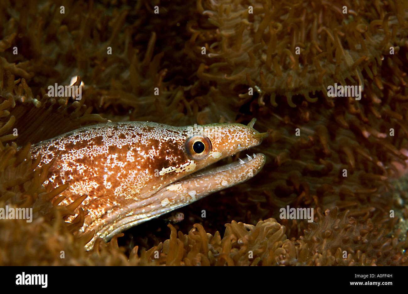 AN INDIAN MUD MORAY GYMNOTHORAX TILE LEMBEH STRAIT INDONESIA Stock ...