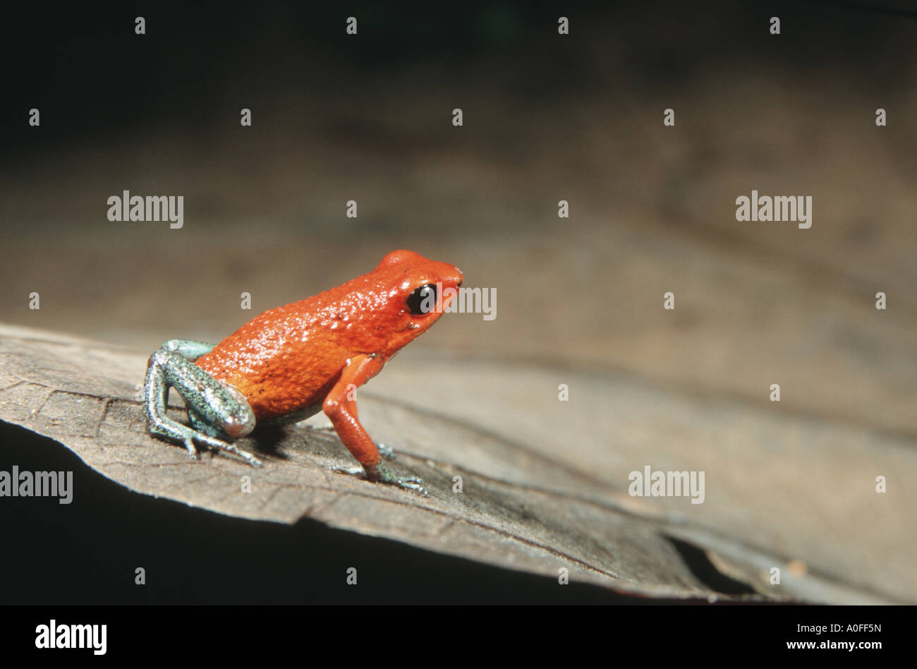 Splendid poison dart frog dendrobates hi-res stock photography and ...