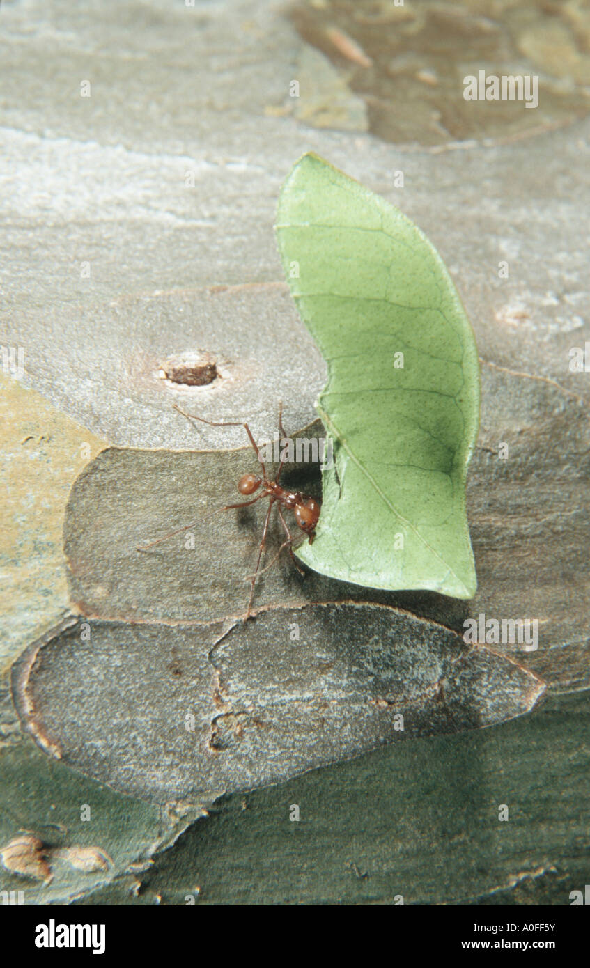 leafcutting ant (Atta cephalotes), in tropical rainforest, Costa Rica ...